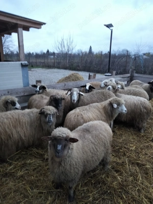 Vând oi tinere 700 lei buc 15 la numar Targsoru Vechi - Animale