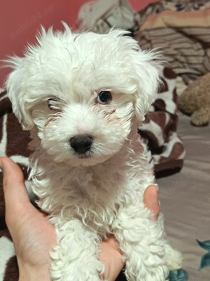 Pui Bichon mascul Salonta - Animale