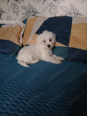 Pui Bichon mascul Salonta - Animale