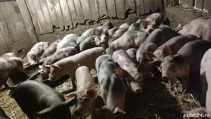 Purcei de vanzare Codru - Animale