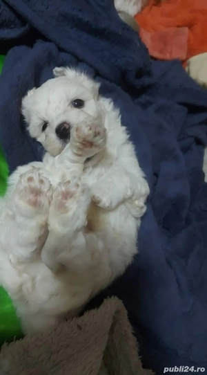 Pui Bichon miny Ploiesti - Animale