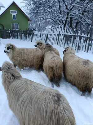 De vânzare Pui - Animale