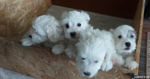 Vand pui bichon Frese cu Maltese Capud - Animale