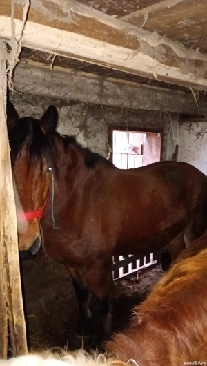 Cal de vânzare Presaca Ampoiului - Animale