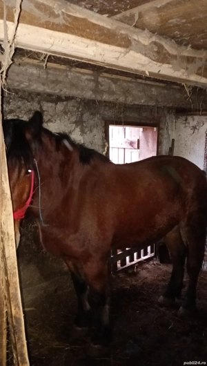 Cal de vânzare Presaca Ampoiului - Animale