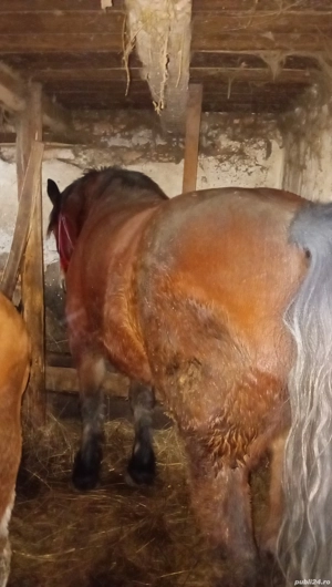 Cal de vânzare Presaca Ampoiului - Animale