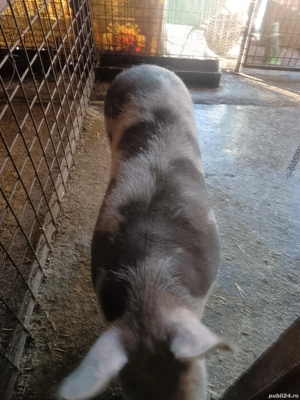 Vând purcea pentru reproducere Ramnicu Sarat - Animale