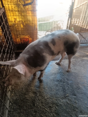 Vând purcea pentru reproducere Ramnicu Sarat - Animale