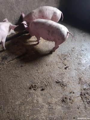 Vind purcei la 35 kg Ciolanesti - Animale