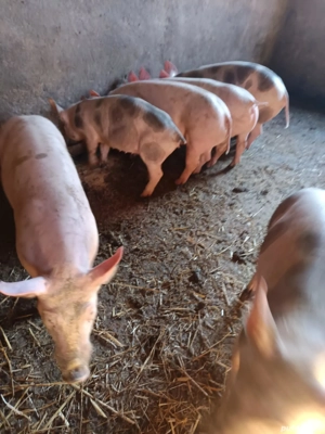 Vind purcei la 35 kg Ciolanesti - Animale