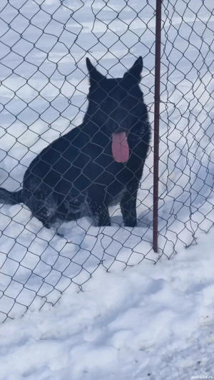 Ciobanesc german Hateg - Animale