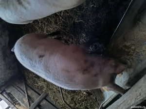 Vând scroafă gestantă Calnic - Animale