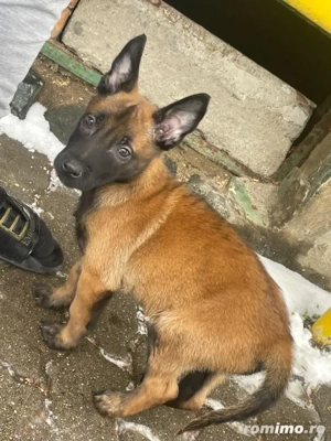 Vând cățeaua are 2 luni Arad - Animale