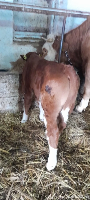 Vînd ce se vede Vadurele - Animale