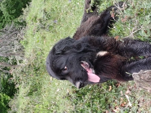 Vând femela ciobănesc corb cu pedigree Nucsoara de Jos - Animale