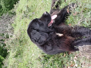 Vând femela ciobănesc corb cu pedigree Nucsoara de Jos - Animale