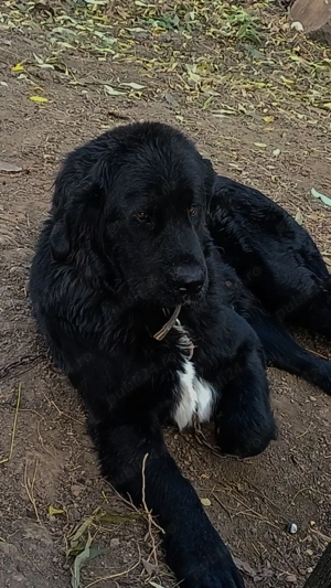 Vând femela ciobănesc corb cu pedigree Nucsoara de Jos - Animale