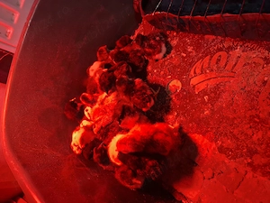 Oua incubat gaini romanesti Mizil - Animale