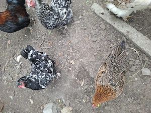 Oua incubat gaini romanesti Mizil - Animale