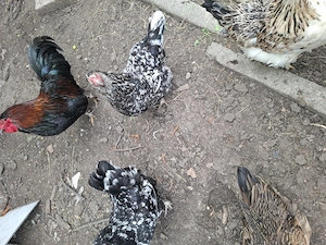 Oua incubat gaini romanesti Mizil - Animale
