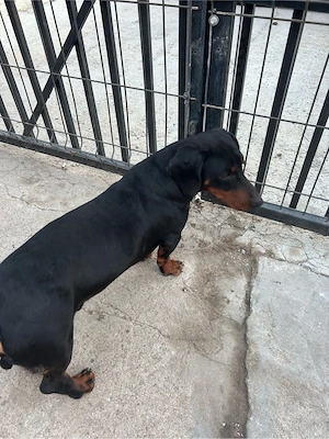 Donez câine Teckel Dragomiresti-Deal - Animale